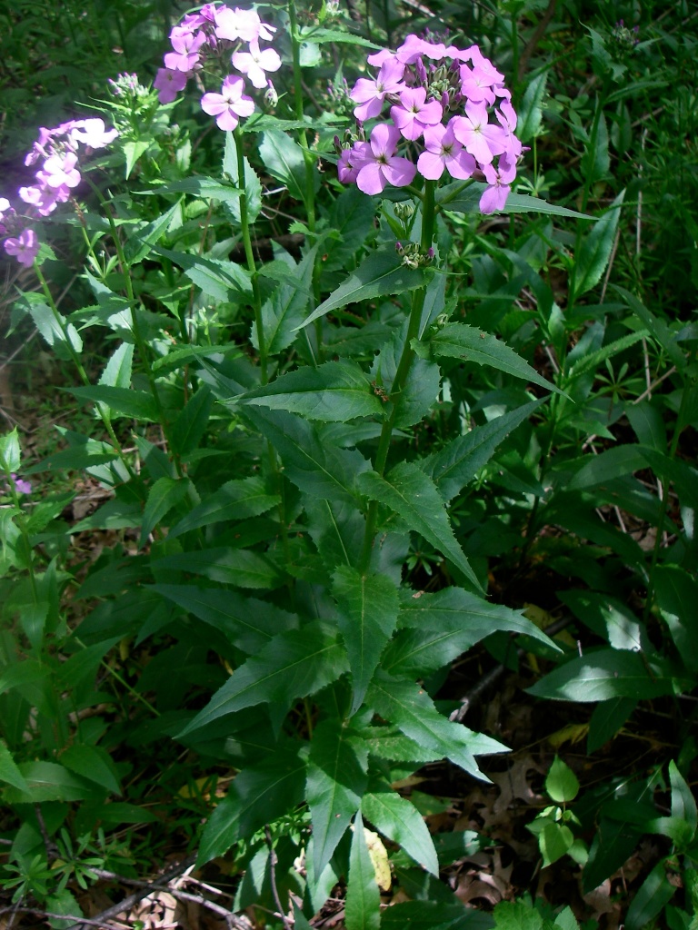 Dame’s Rocket – Spread the Word, Not the Plant